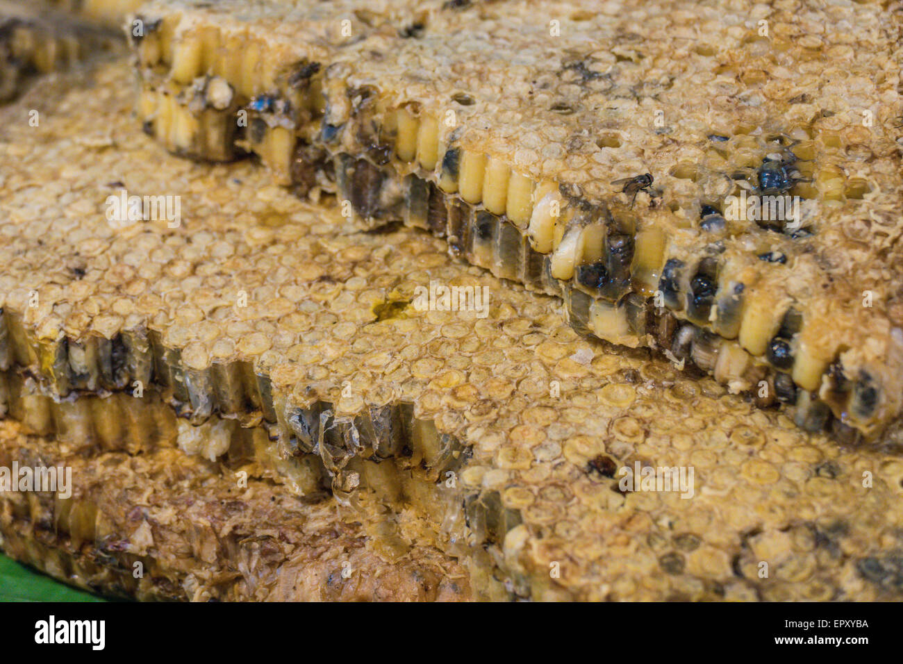 Honey bees of southeast asia hi-res stock photography and images - Alamy