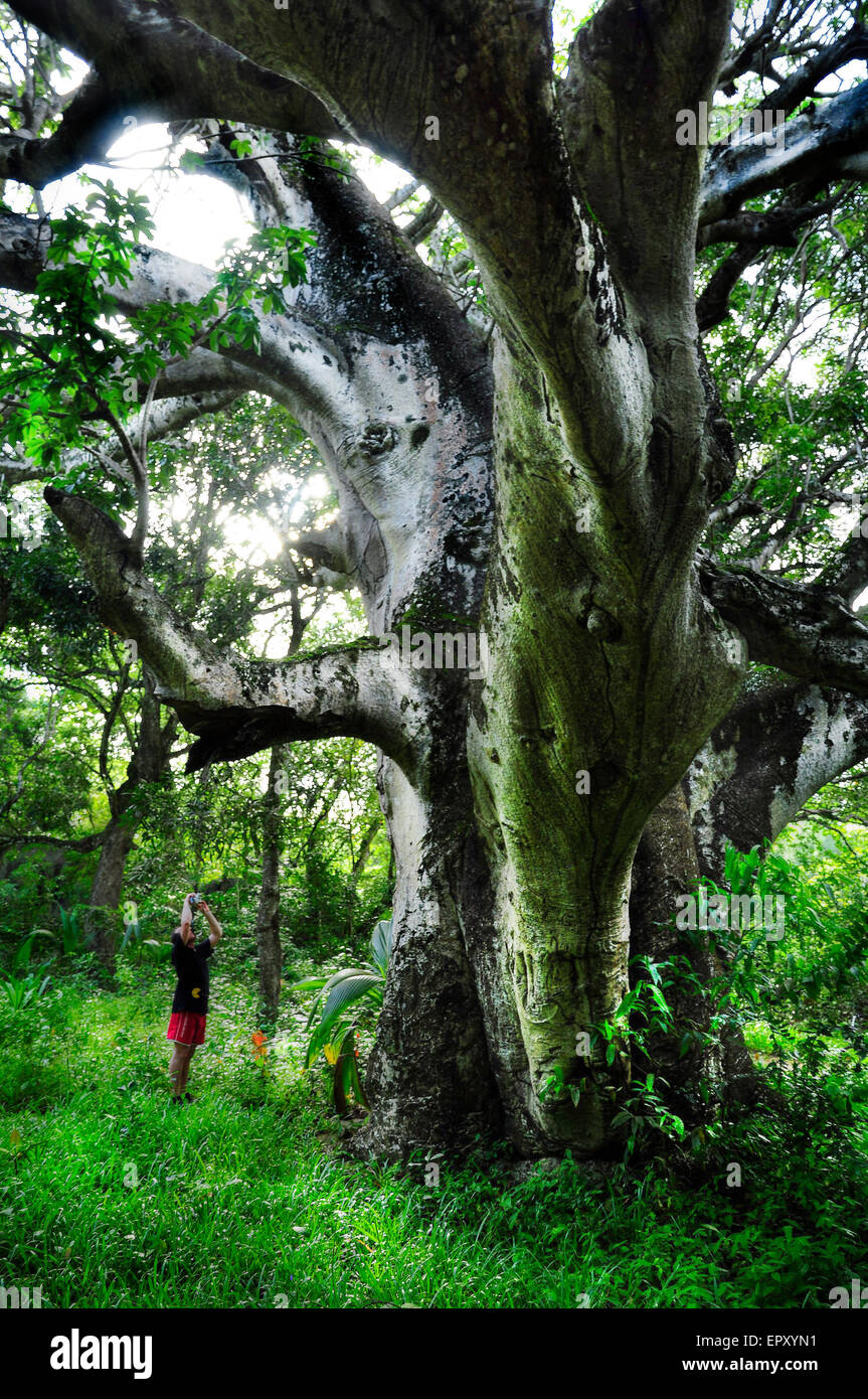 A tourist take a pictures of a big Baobab tree (Adansonia digitata). La ...