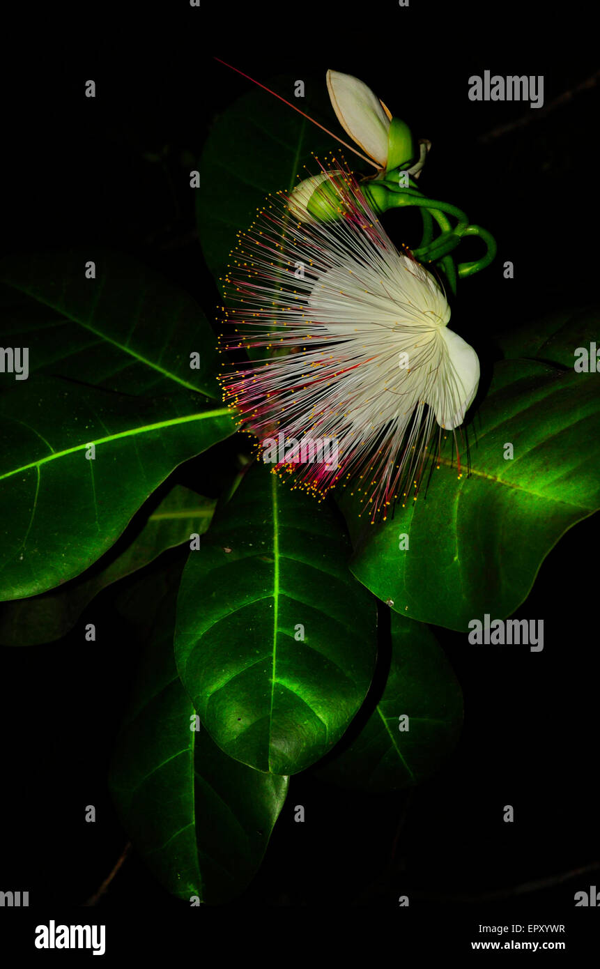 Sea Poison Tree flower (Barringtonia asiatica Stock Photo - Alamy