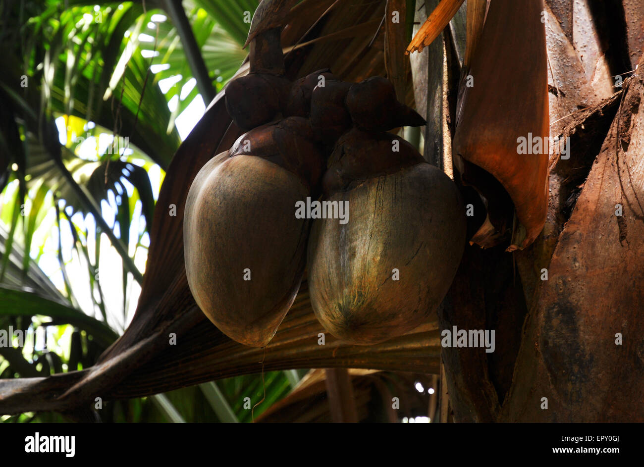 Coco De Mer Fruit Seychelles Stock Photos & Coco De Mer Fruit ...