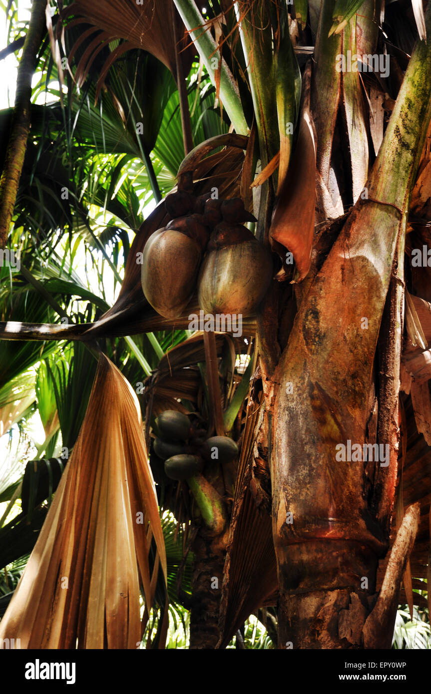 Close-up of a giant fruit of coco de mer on the palm tree in the Vallee ...