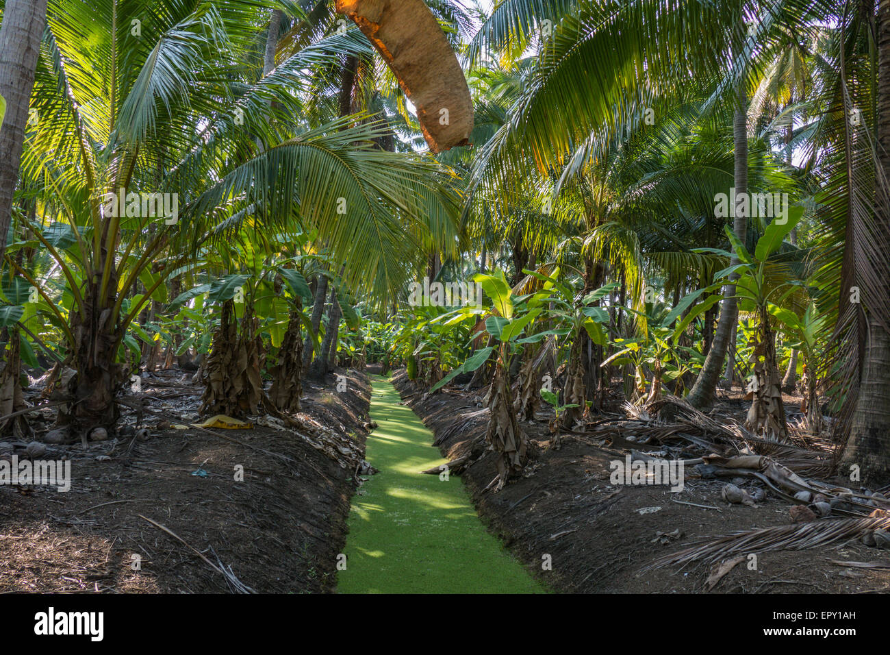 Coconut (Cocos nucifera) on a plantation, coconut cultivation, Thailand ...