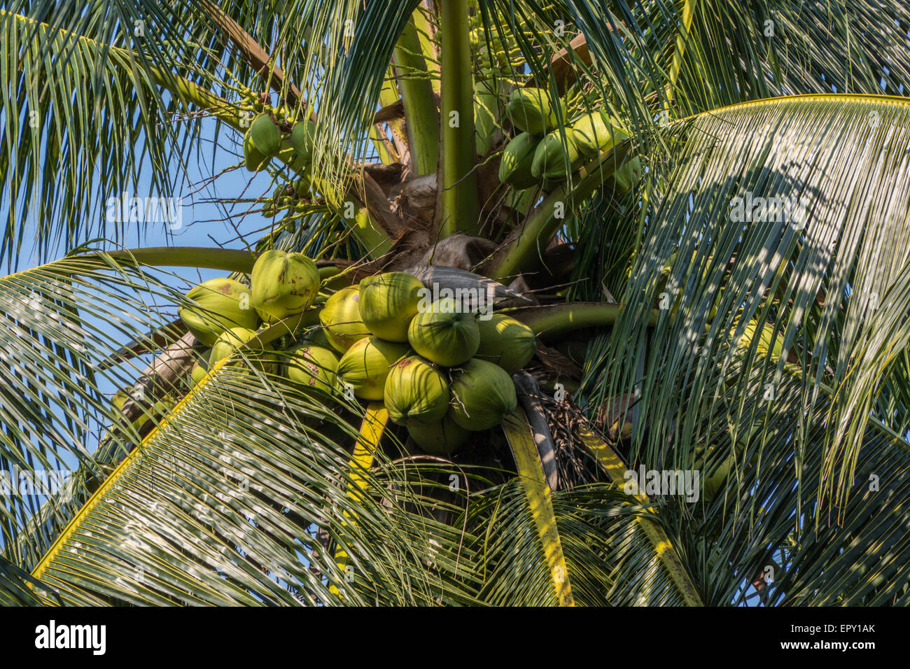 Coconut (Cocos nucifera) on a plantation, coconut cultivation, Thailand ...