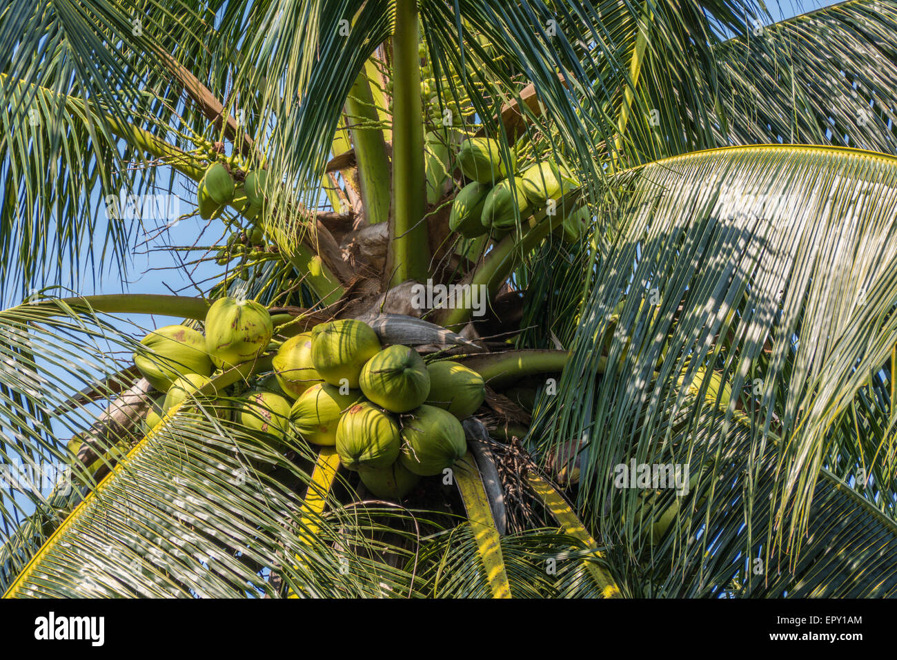 Coconut (Cocos nucifera) on a plantation, coconut cultivation, Thailand ...