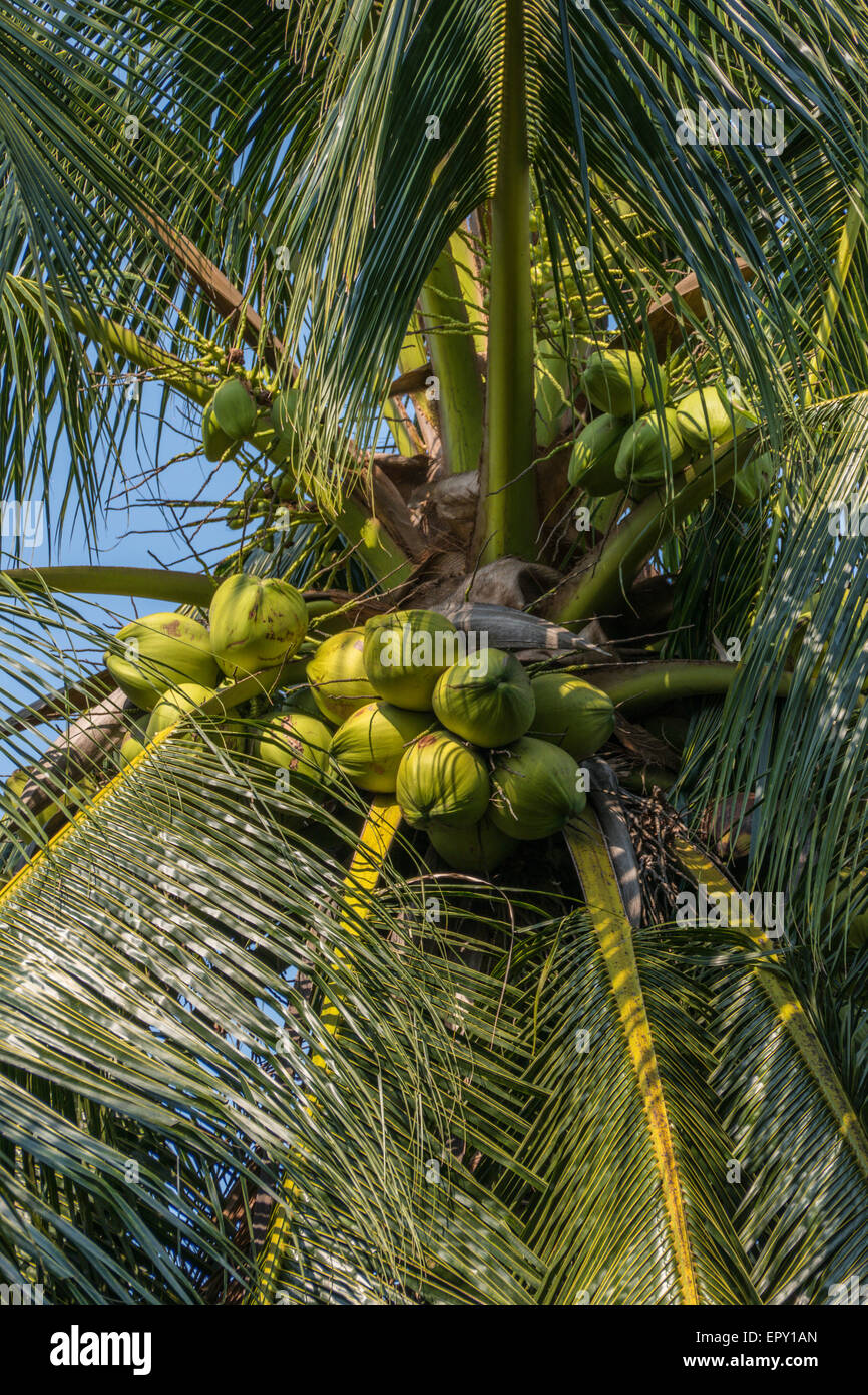 Coconut (Cocos nucifera) on a plantation, coconut cultivation, Thailand ...