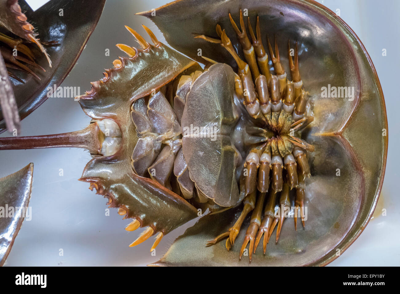 Seafood, Crab at the Talad Rom Hoob market near Bangkok, Thailand, Asia ...