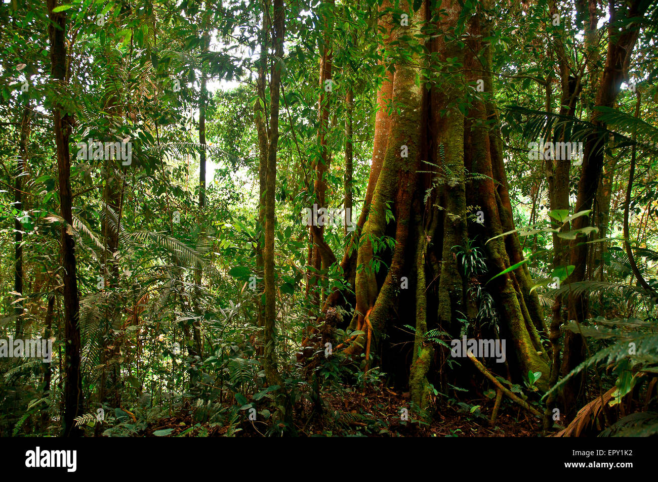 Banyan tree jungle in La Digue Island, Seychelles Stock Photo - Alamy