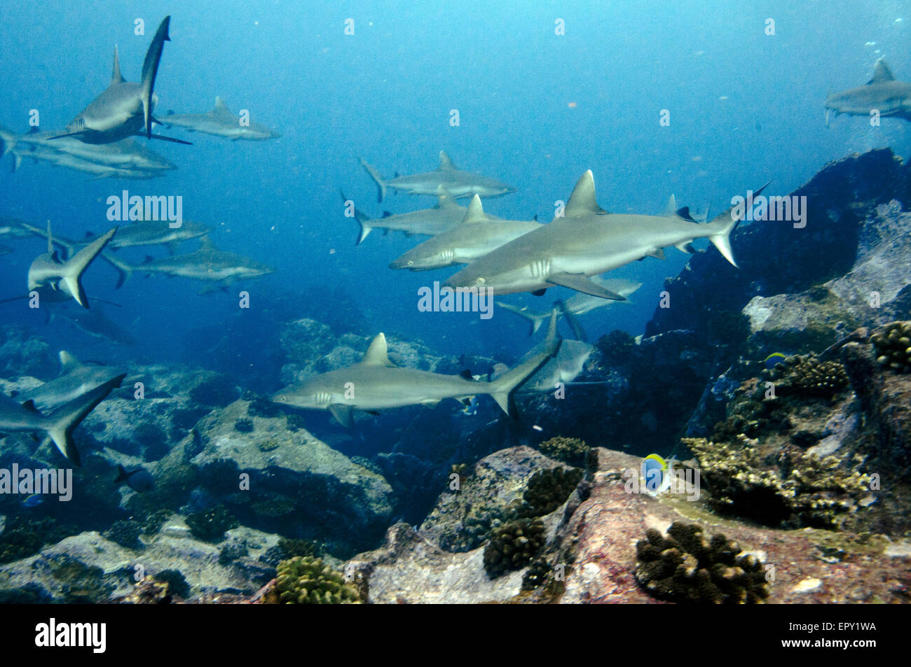 School of Grey reef sharks (Carcharhinus amblyrhynchos Stock Photo - Alamy