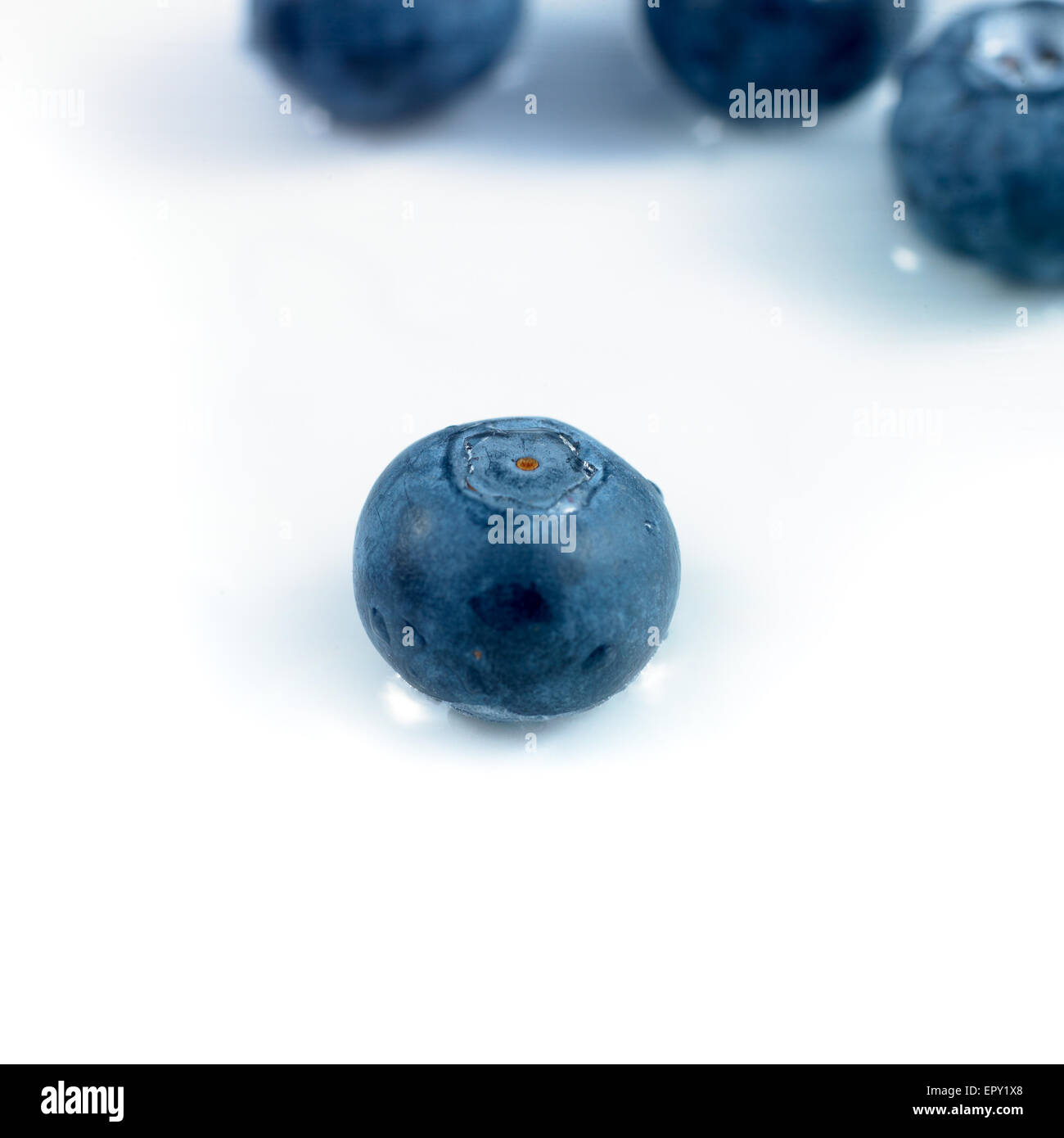 blueberries isolated on a white background Stock Photo - Alamy