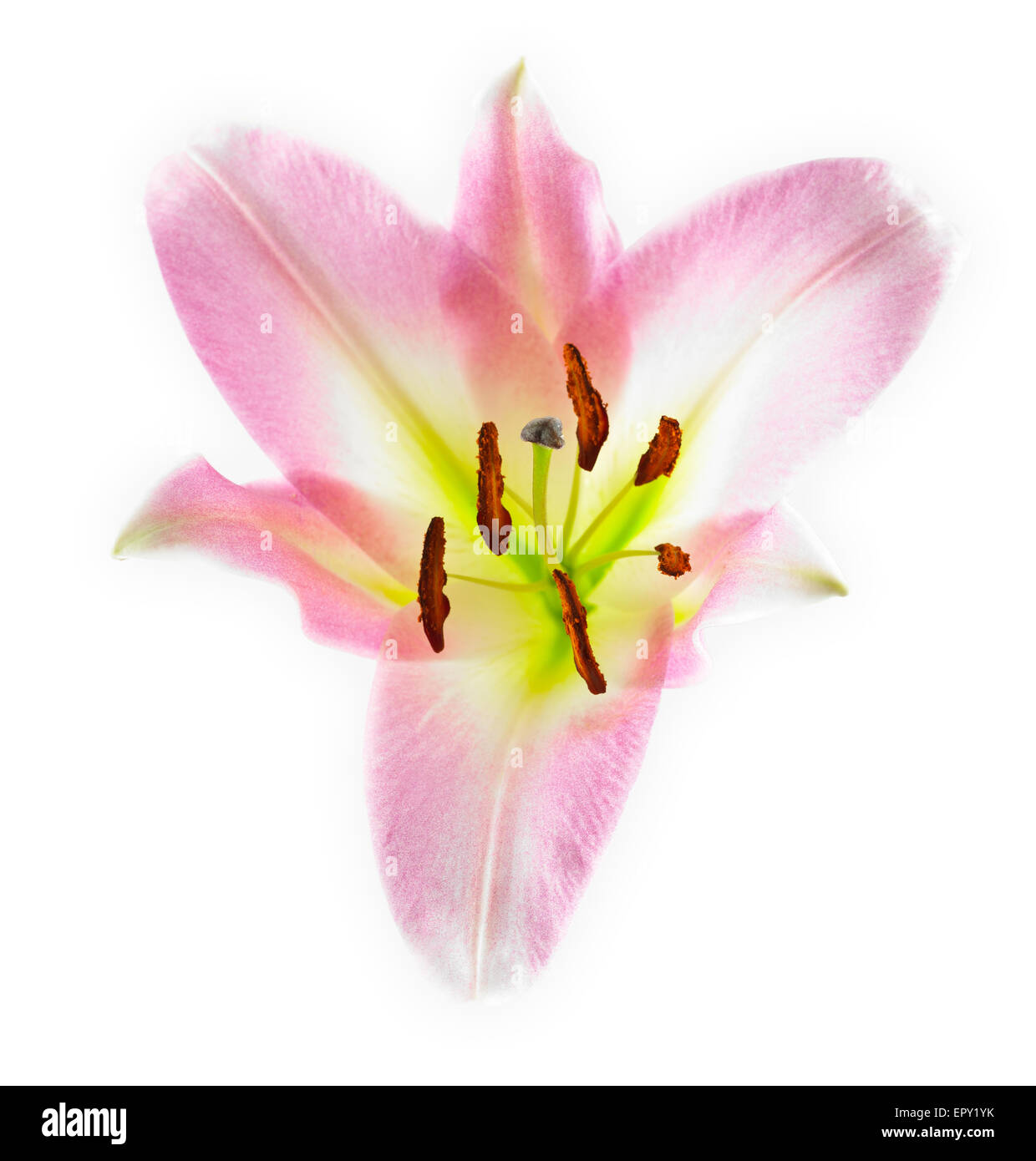 close-up of lilly isolated on a white background Stock Photo - Alamy