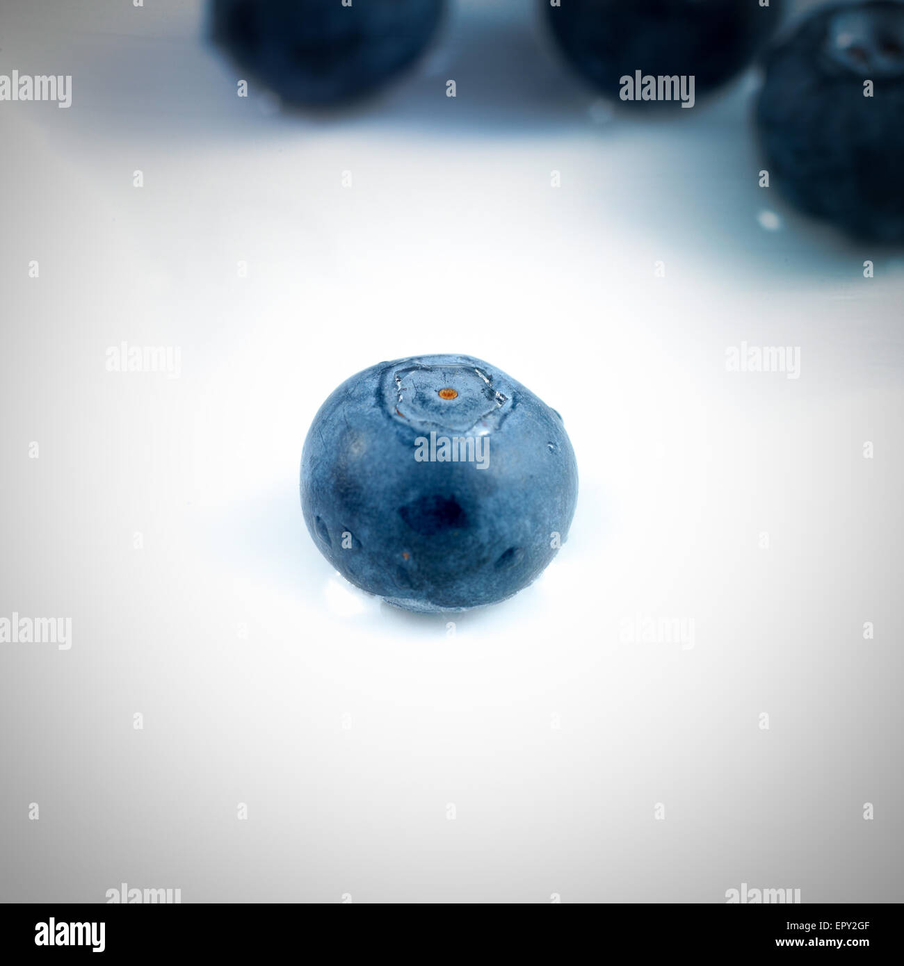 blueberries isolated on a white background Stock Photo - Alamy