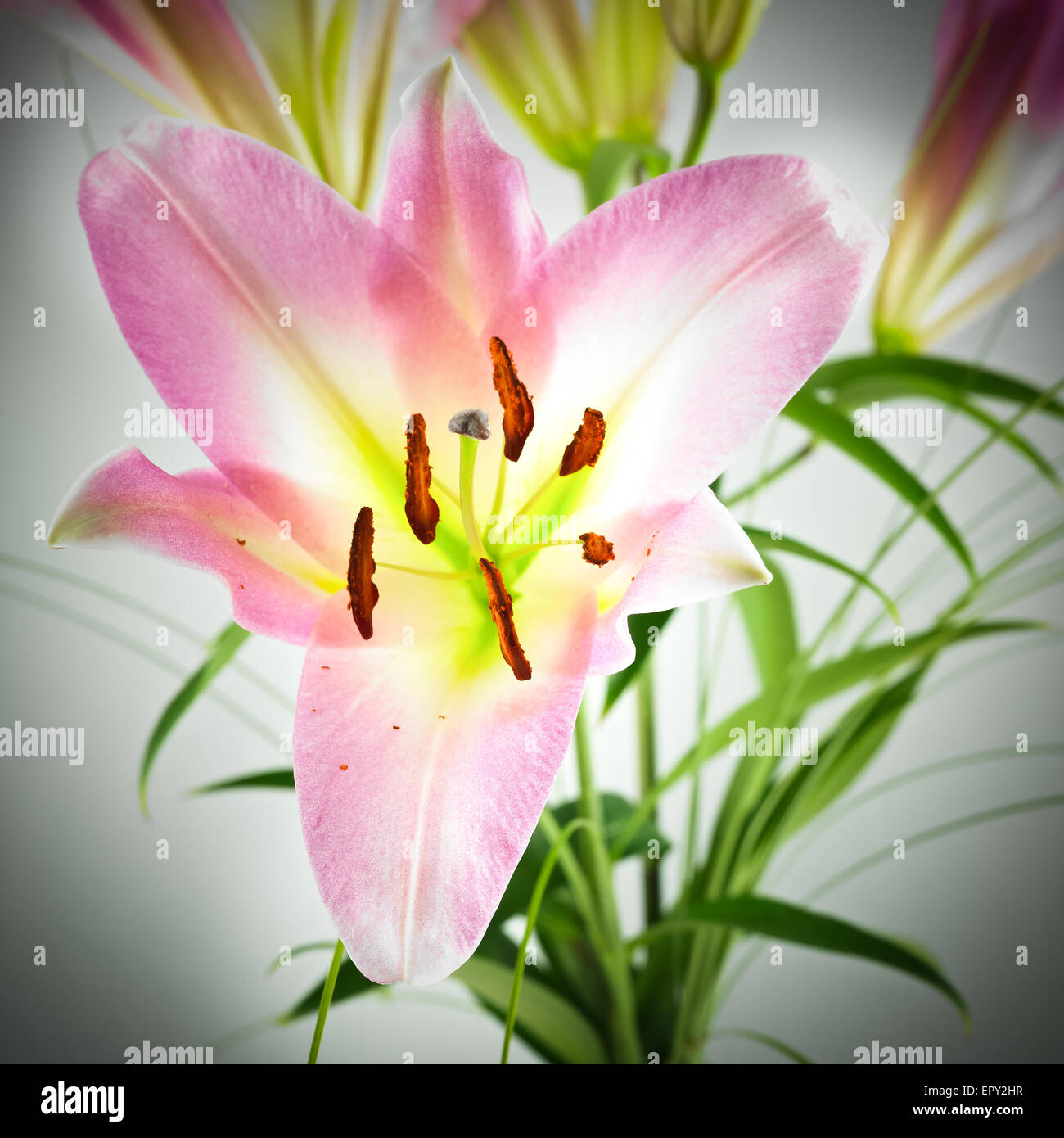 close-up of lilly isolated on a white background Stock Photo - Alamy
