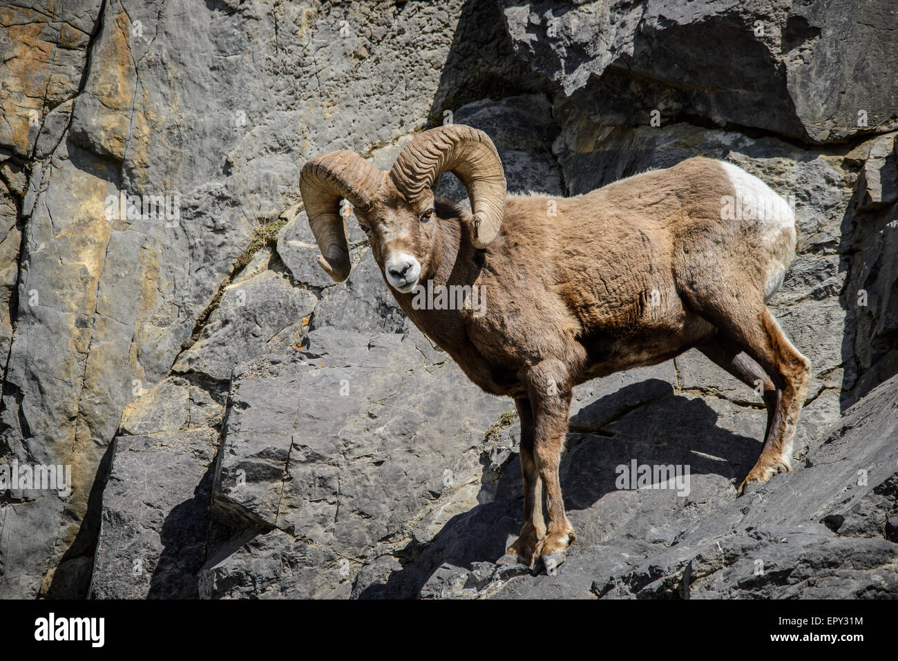Barbary Sheep Ram