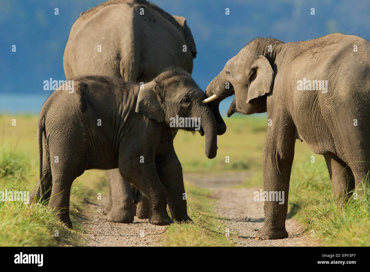 India baby elephant hi-res stock photography and images - Alamy