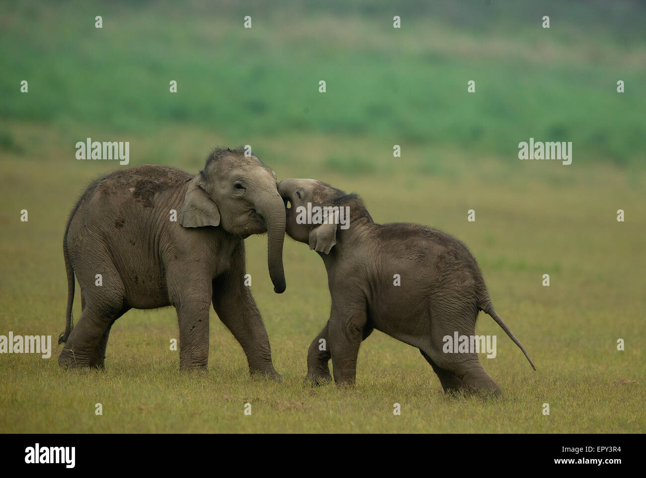 Baby Elephants Playing Together