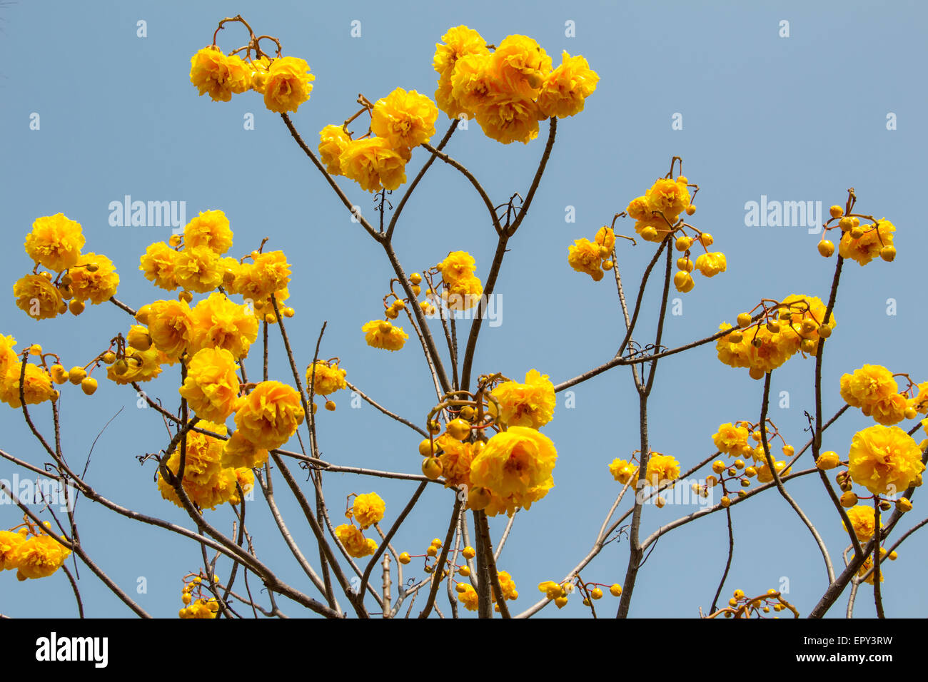 Torchwood tree hi-res stock photography and images - Alamy