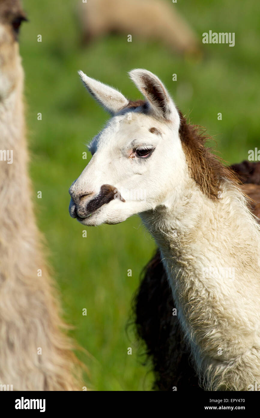 Small white Llama Stock Photo - Alamy