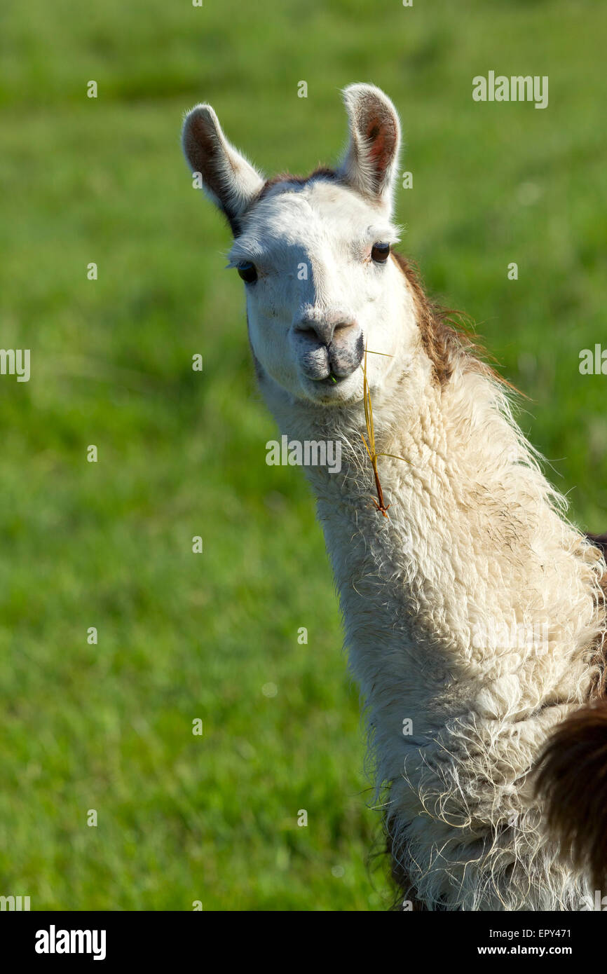 Portrait of white Llama Stock Photo - Alamy