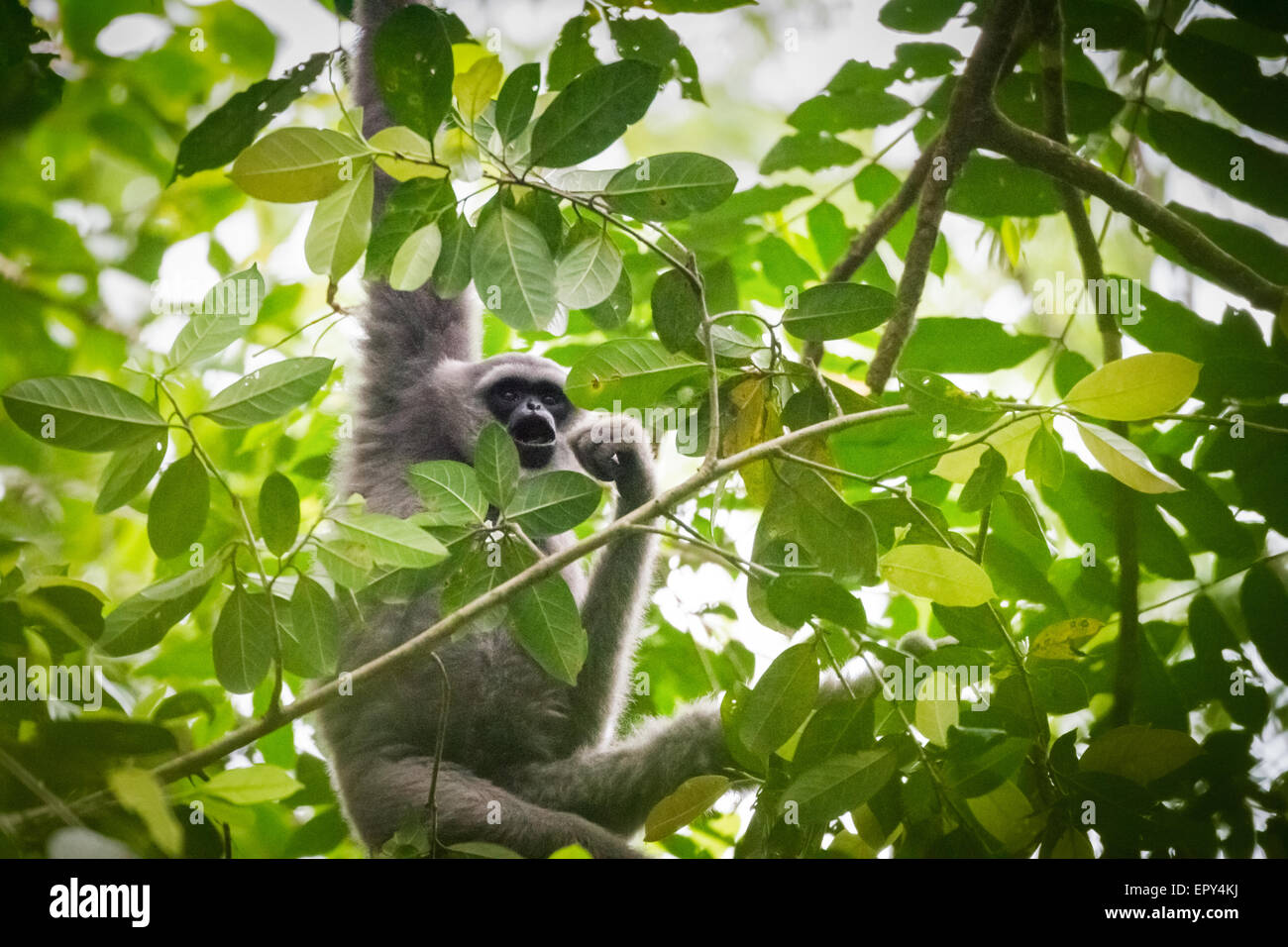 Mount Halimun Salak National Park High Resolution Stock Photography and ...