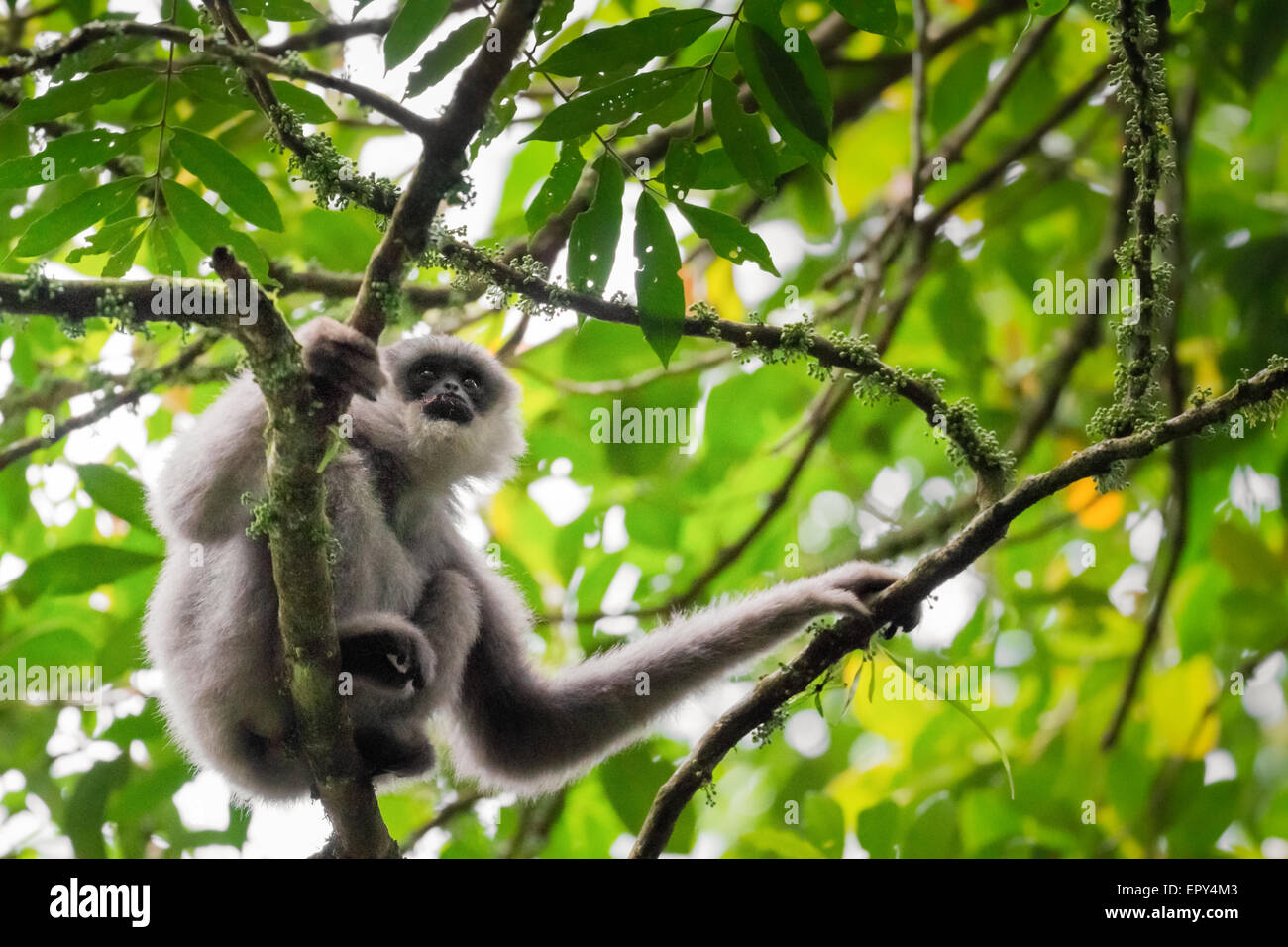 Juvenile female Javan gibbon (Hylobates moloch, silvery gibbon) in ...