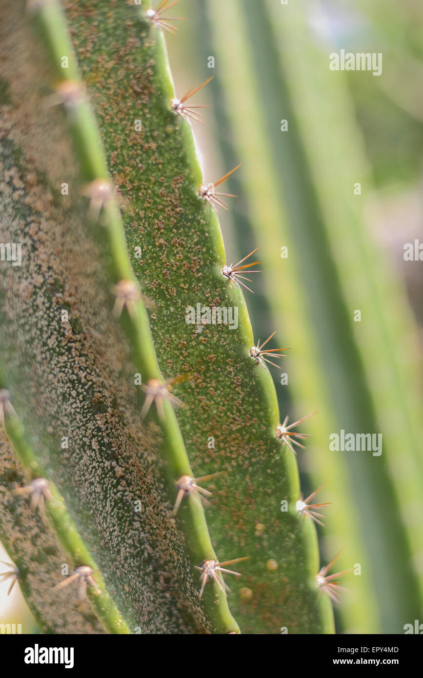 Cactus tree hi-res stock photography and images - Alamy