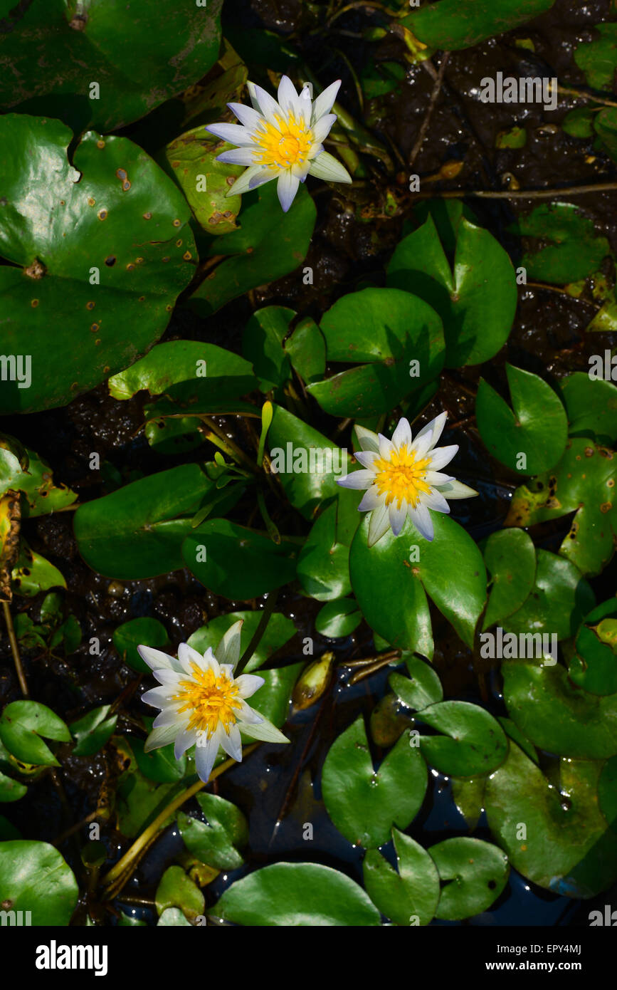 Nymphaea Genus High Resolution Stock Photography and Images - Alamy
