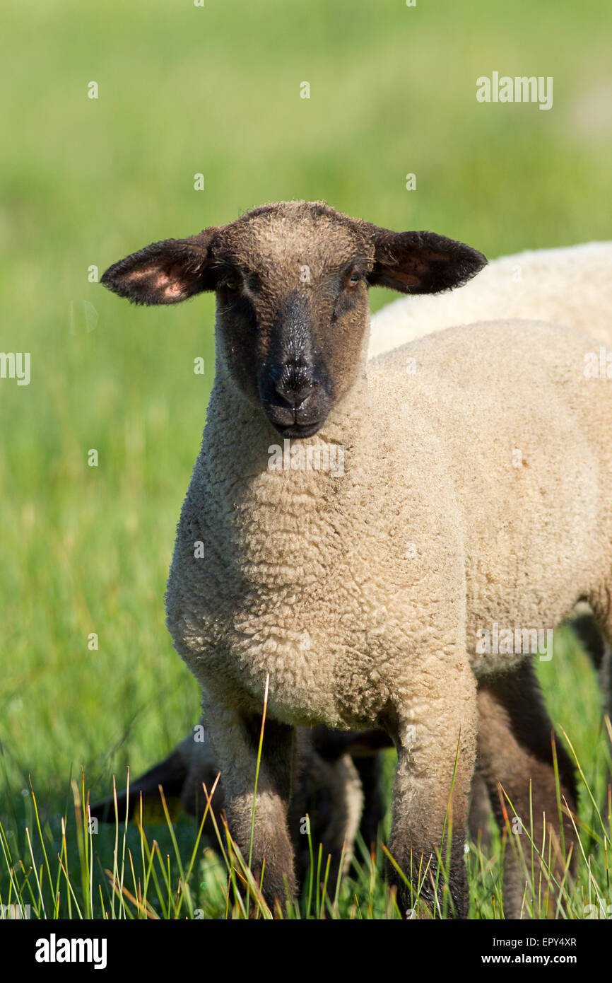 Portrait of sheep Stock Photo - Alamy