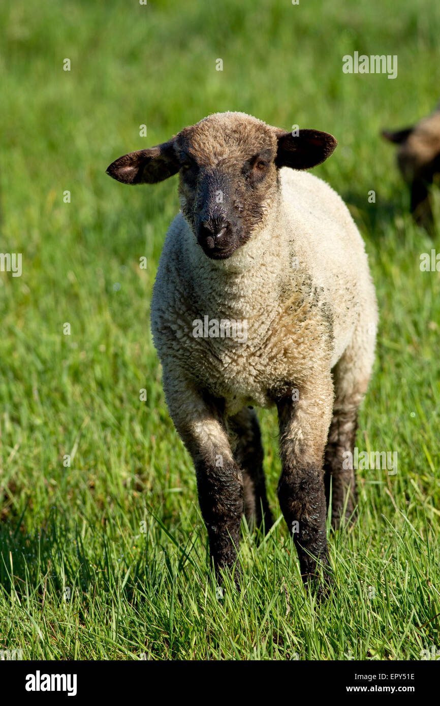 Sheep in grass Stock Photo - Alamy