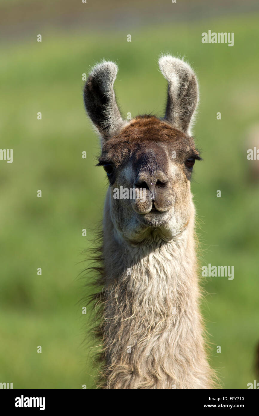 Portrait of Llama in field Stock Photo - Alamy