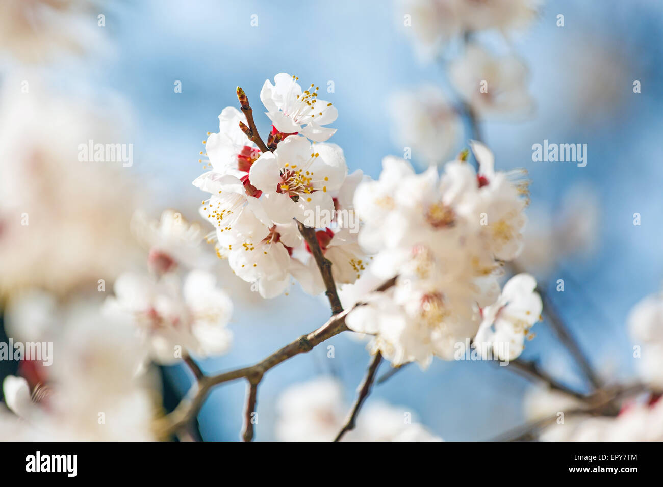 Cherry blossom in spring Stock Photo - Alamy