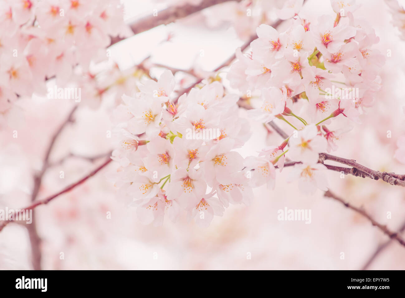 Cherry blossom in spring Stock Photo - Alamy