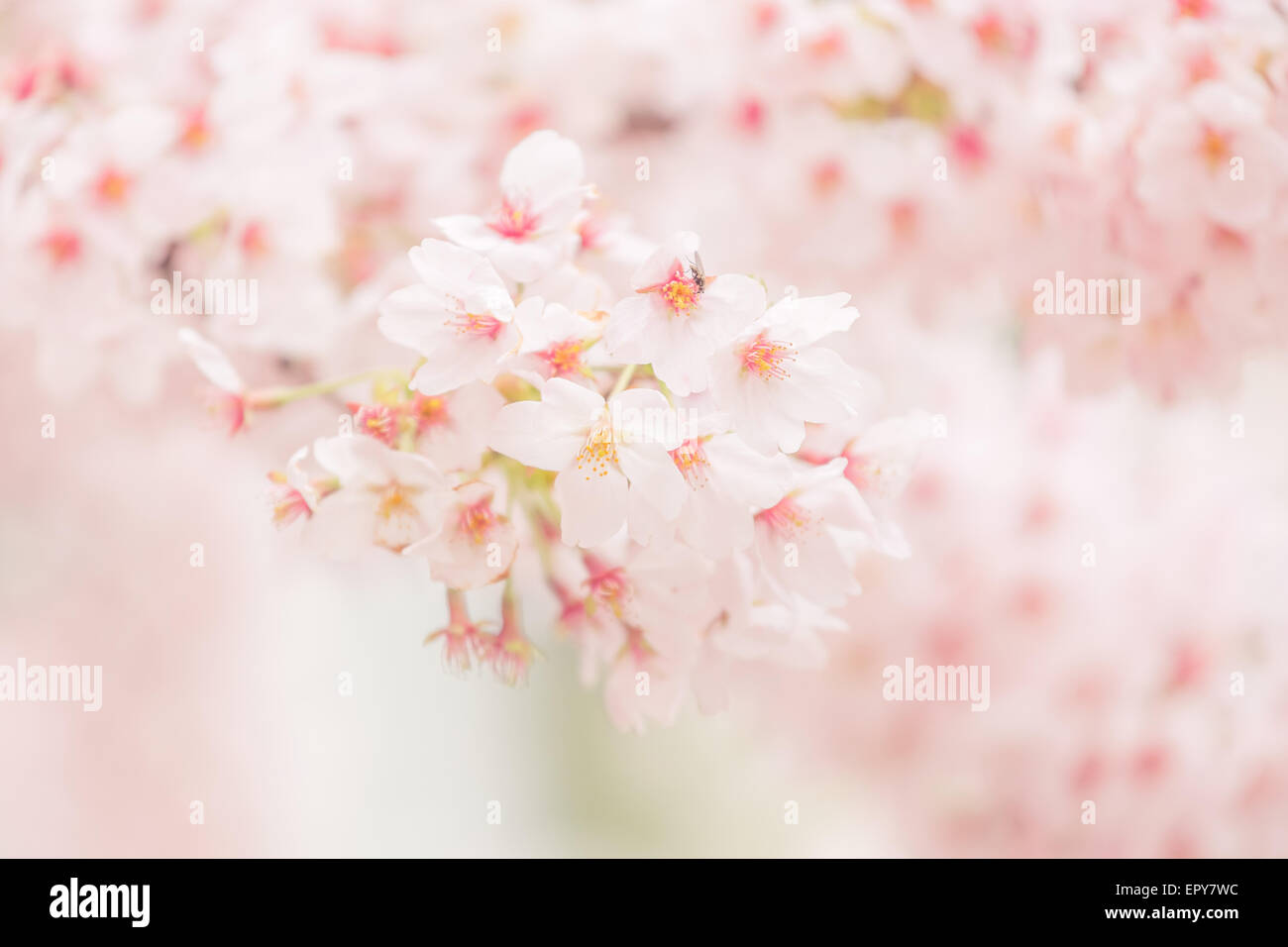 Cherry blossom in spring Stock Photo - Alamy