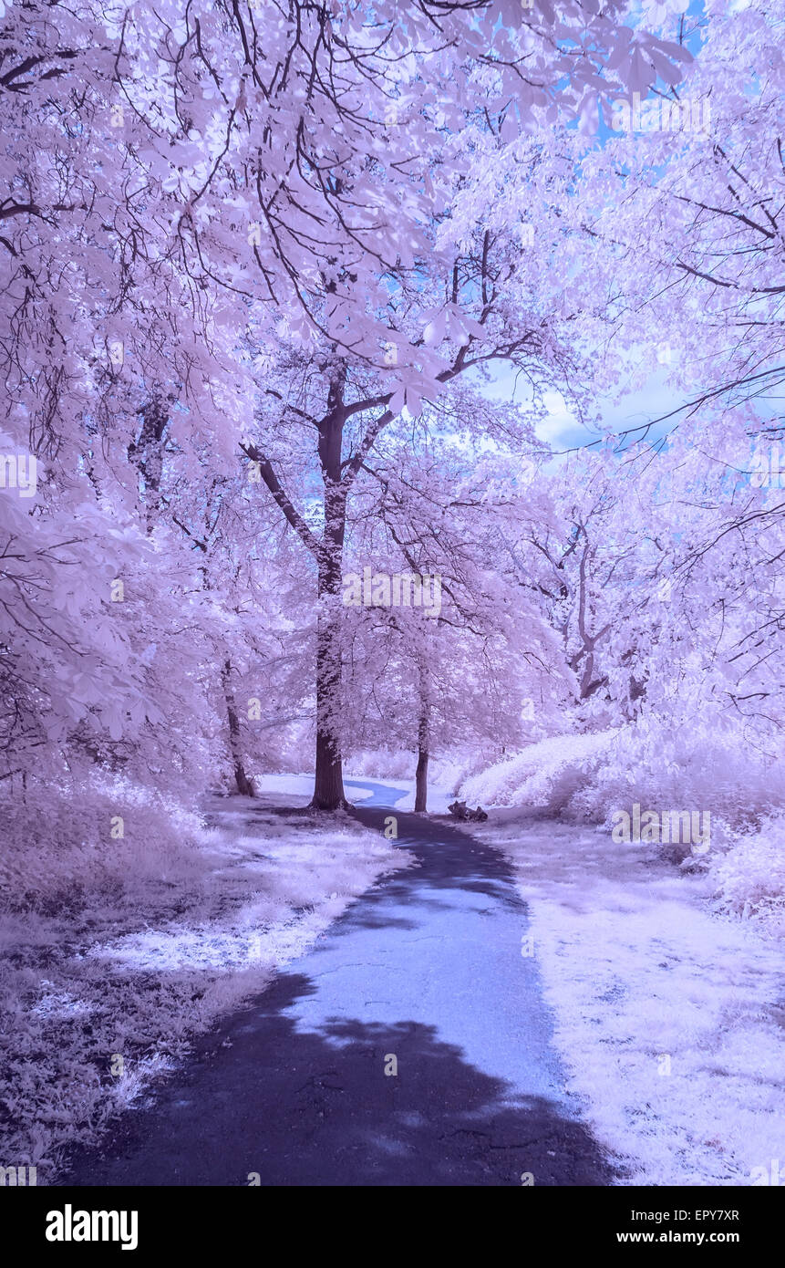 A path through the park - Infrared landscape Stock Photo - Alamy