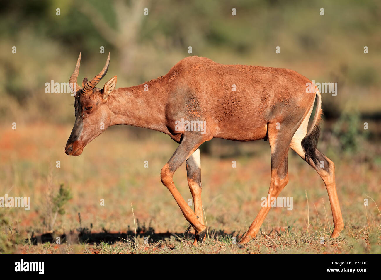 Rare tsessebe antelope (Damaliscus lunatus) in natural habitat, South ...