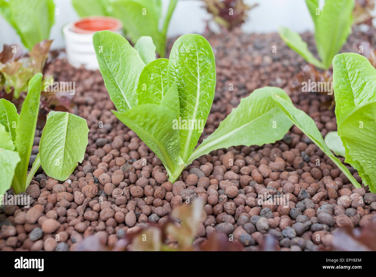 Green house plants Stock Photo - Alamy
