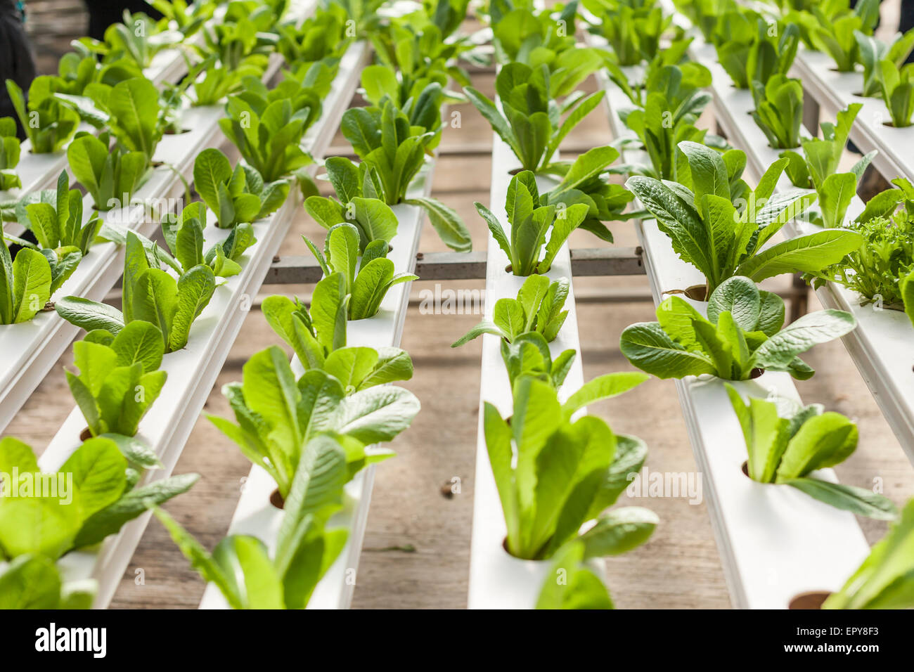 Green house plants Stock Photo - Alamy