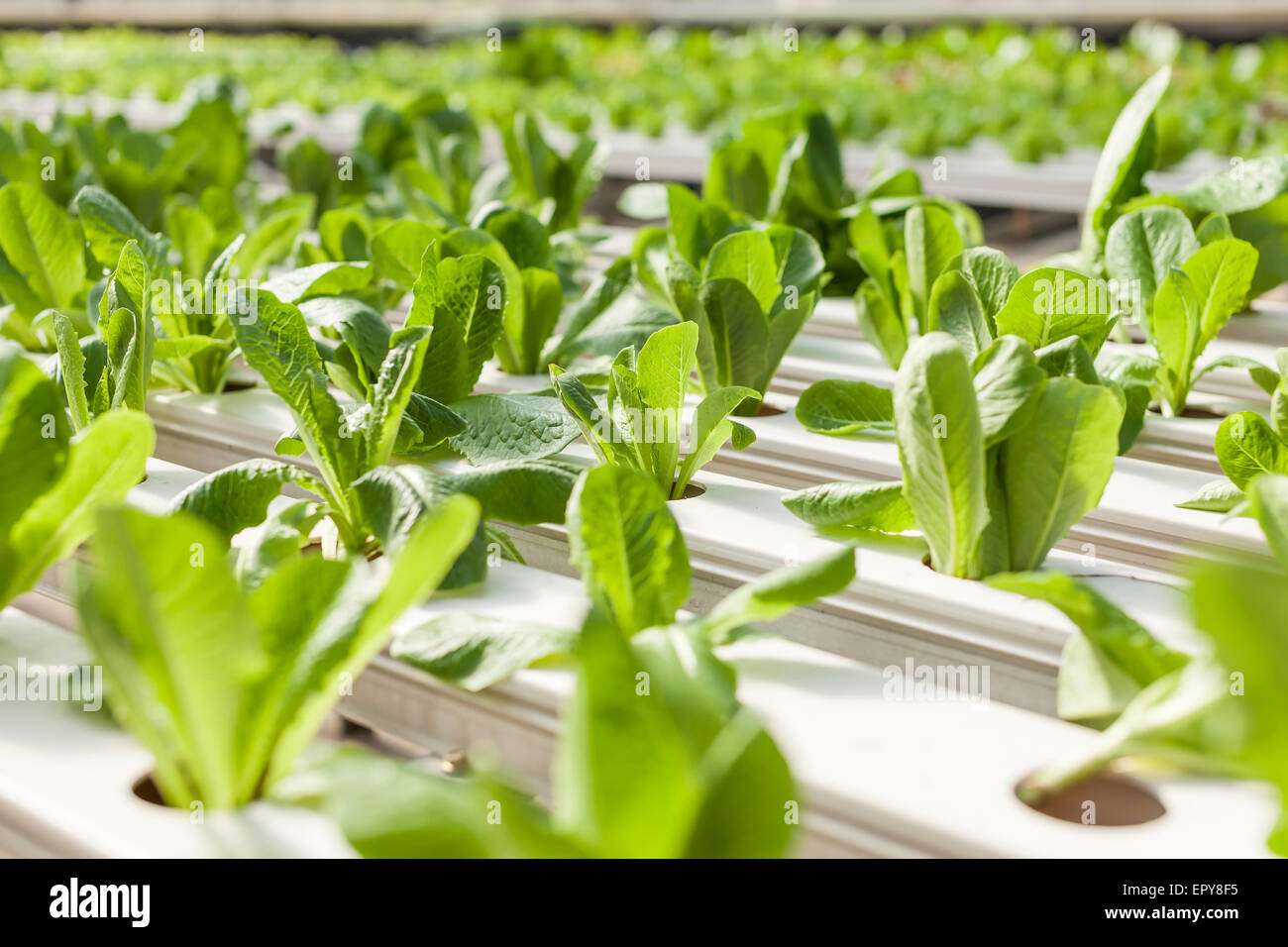 Green house plants Stock Photo - Alamy
