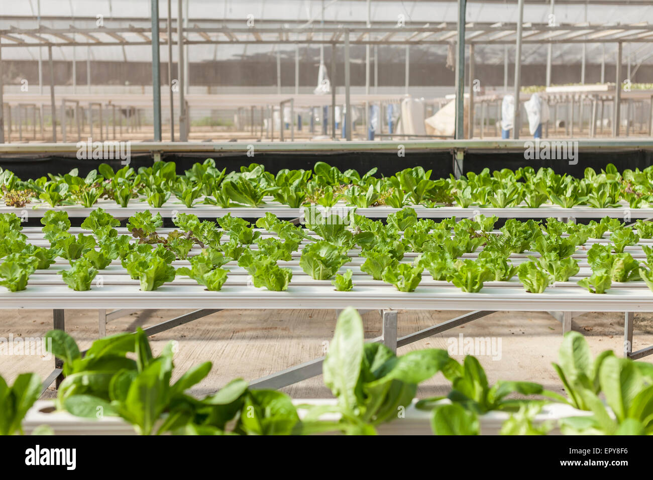 Green house plants Stock Photo - Alamy