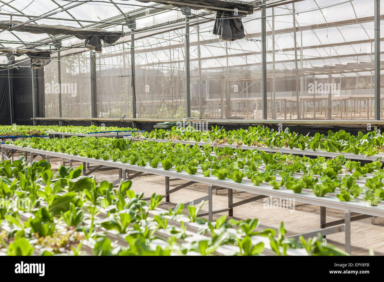 Green house plants Stock Photo - Alamy