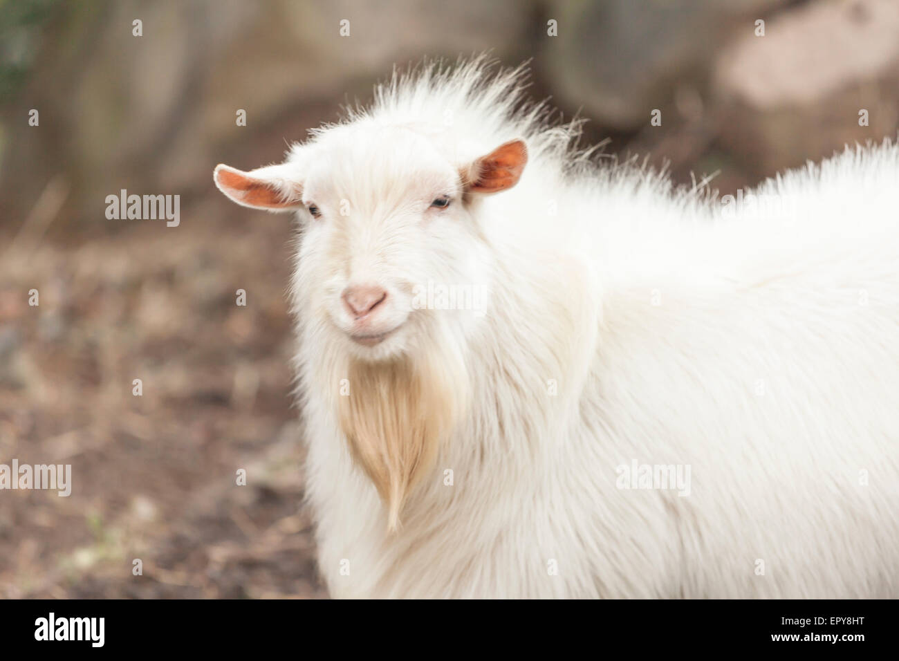Goat on farm Stock Photo - Alamy