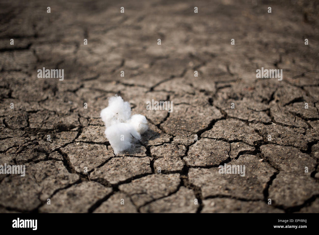 Transgenic crops hi-res stock photography and images - Alamy