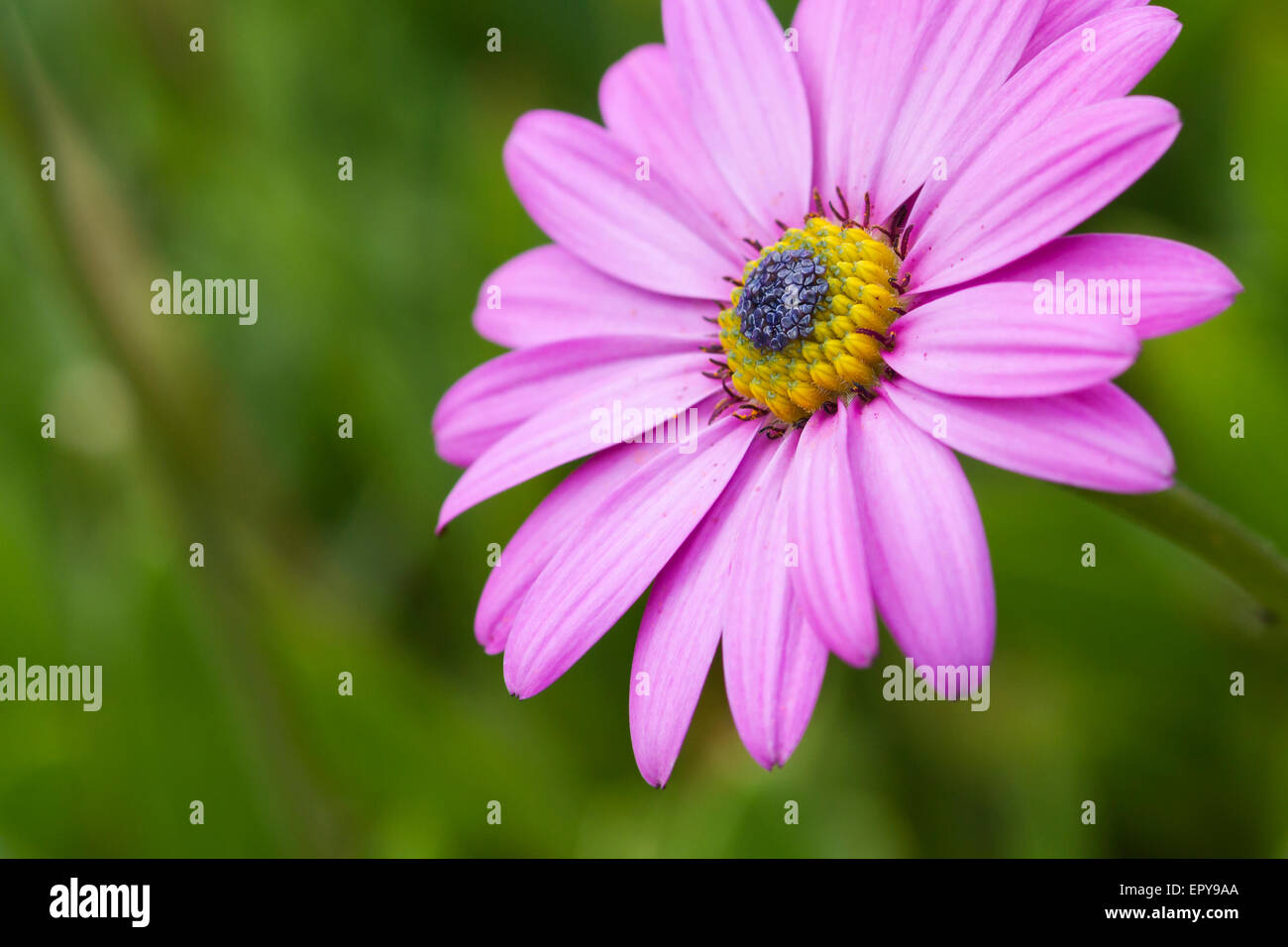 Pink daisy with a green background Stock Photo - Alamy