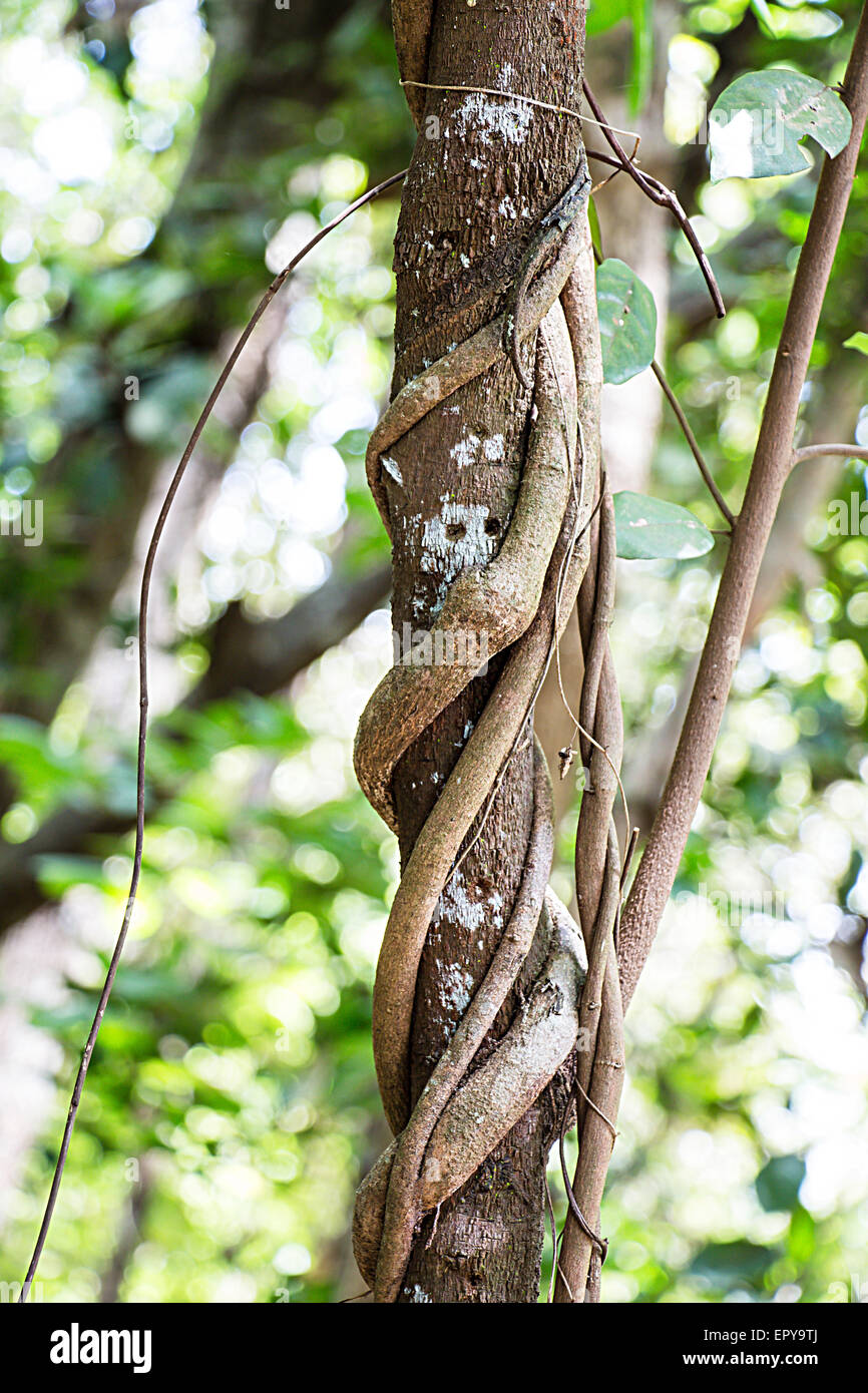 Dense tangle of roots hi-res stock photography and images - Alamy