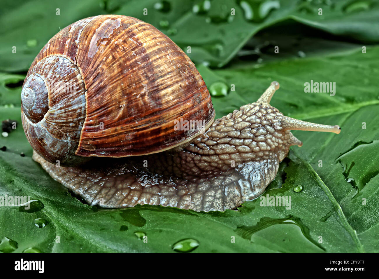 Snail on a leaf in the wild Stock Photo - Alamy