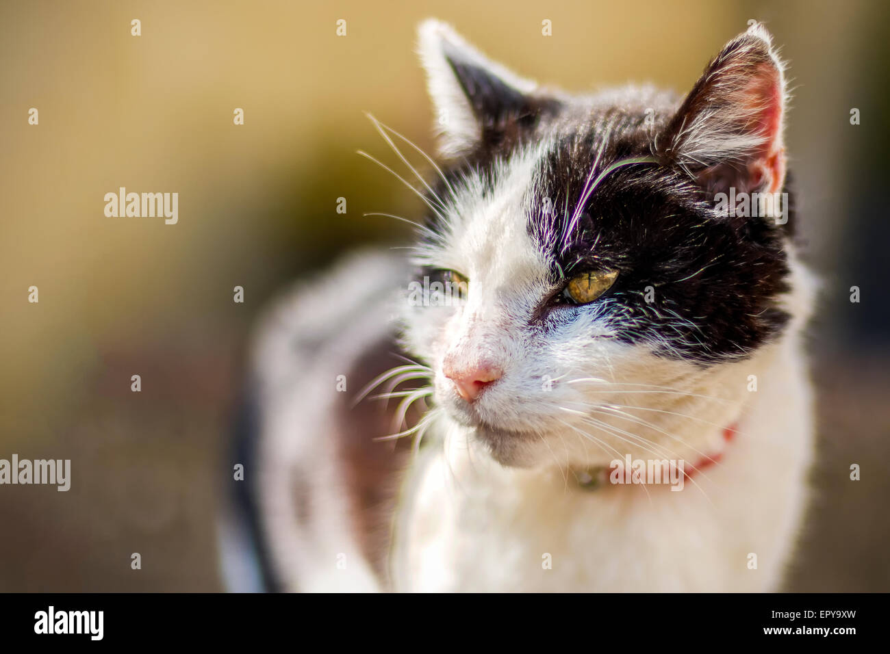 Thomas the cat Stock Photo - Alamy