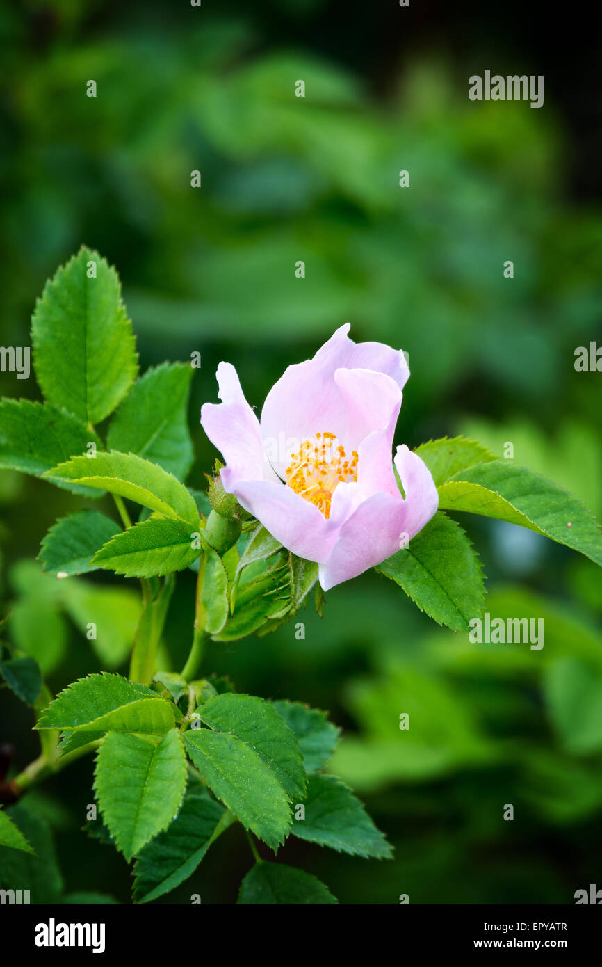 Dog rose (Rosa Canina Stock Photo - Alamy