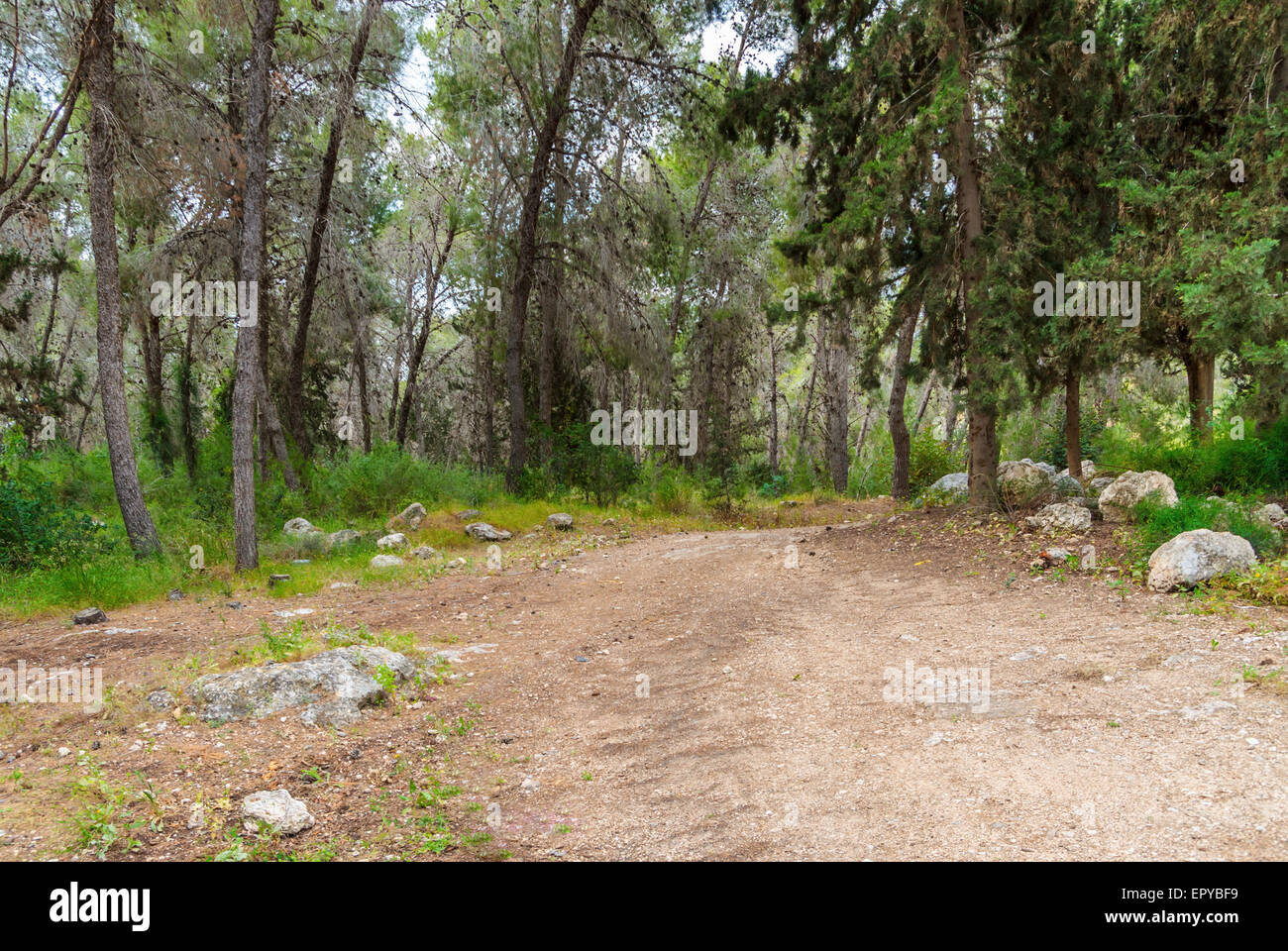 Winding trail dark forest hi-res stock photography and images - Alamy