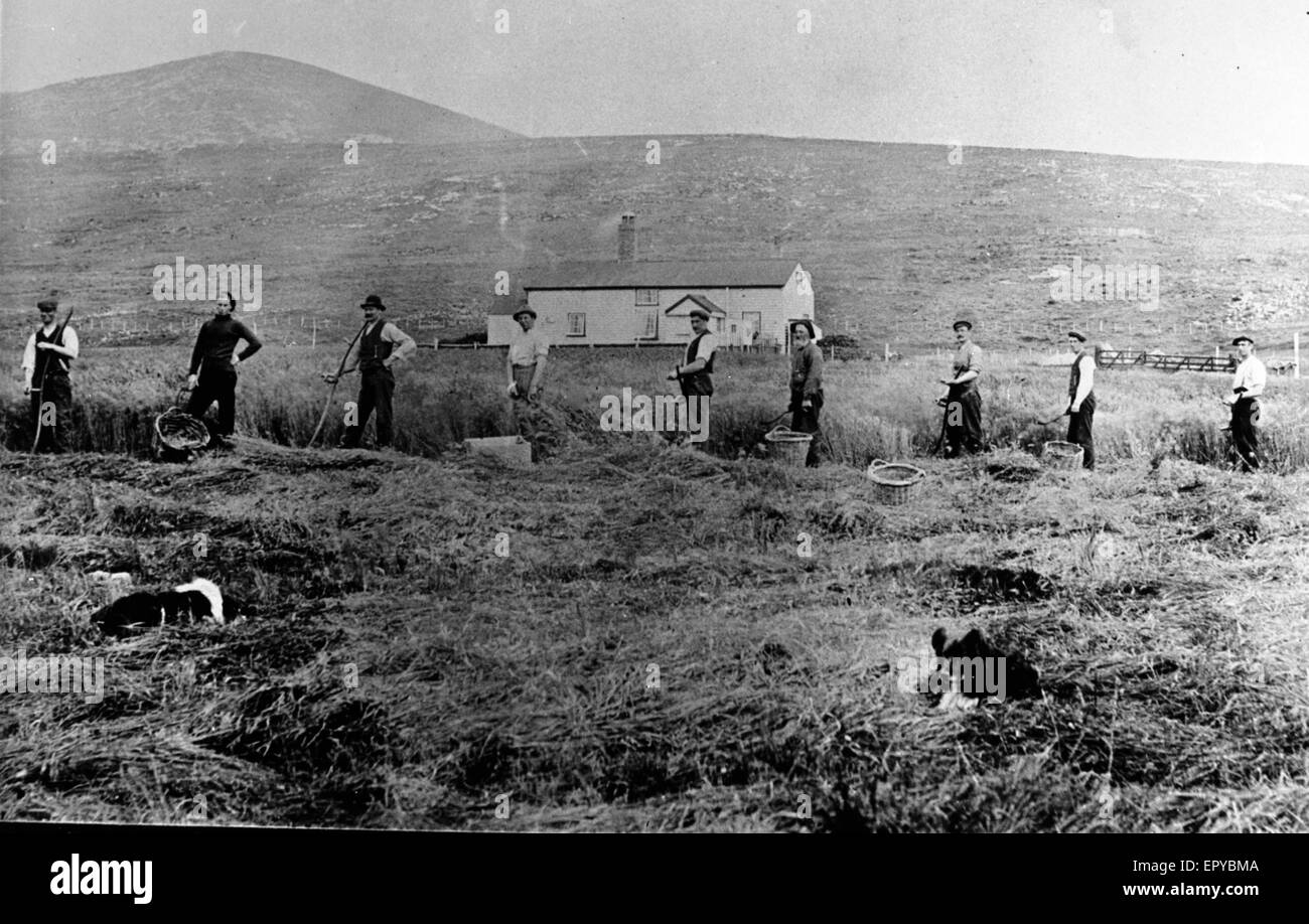 farming at Hill Cove,The Falkland Islands (British Overseas Territory ...