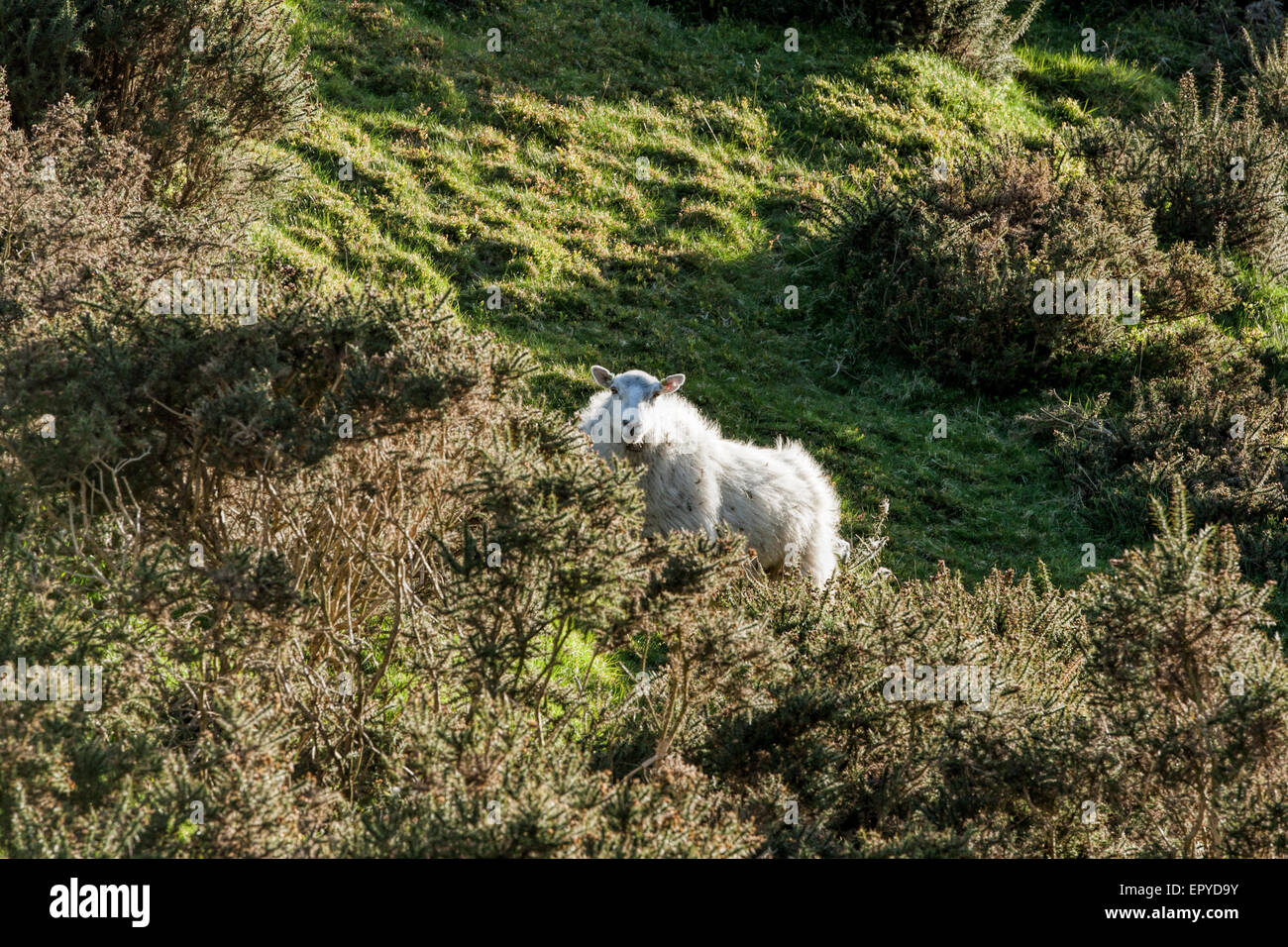 Lamb looking straight on hi-res stock photography and images - Alamy