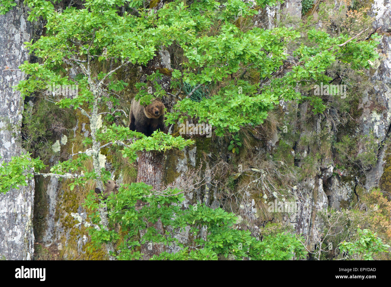 A female Brown Bear and her cub climbing an oak tree, by a precipitous ...